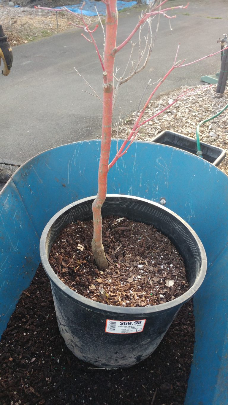 Why root washing is important – an illustrated cautionary tale – The ...