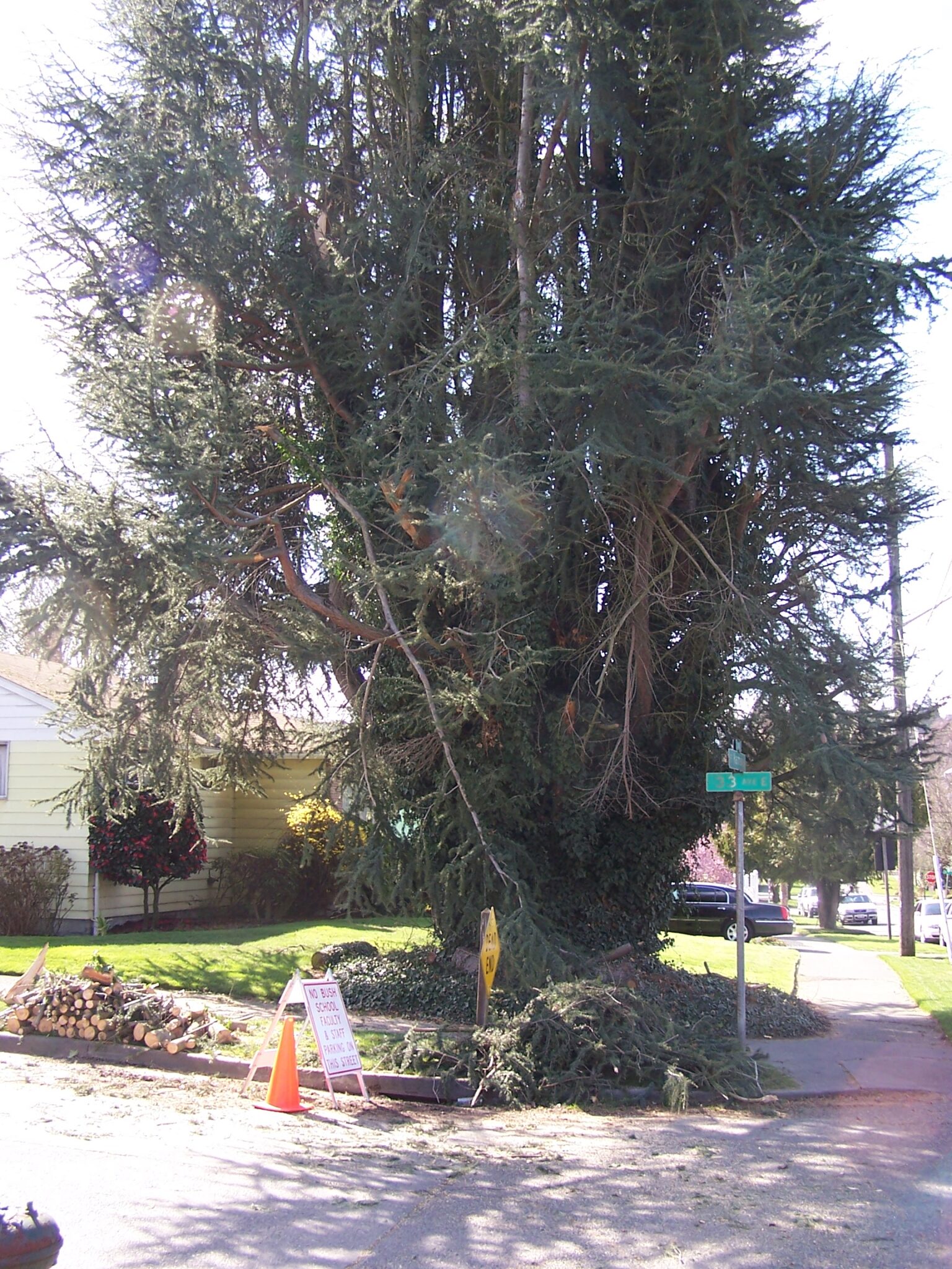 Putting down a danger tree – The Garden Professors™