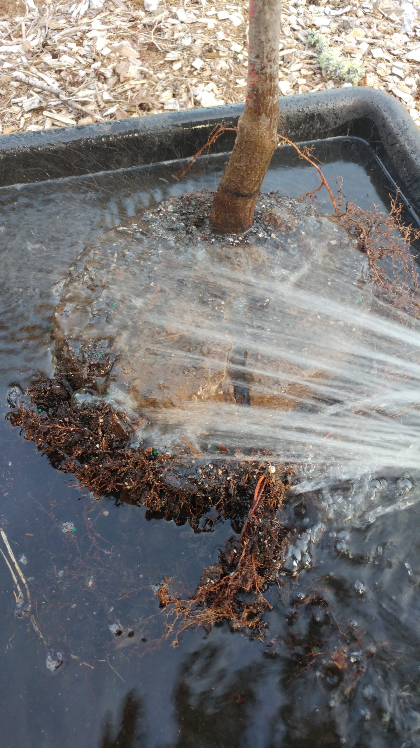Why root washing is important – an illustrated cautionary tale – The ...