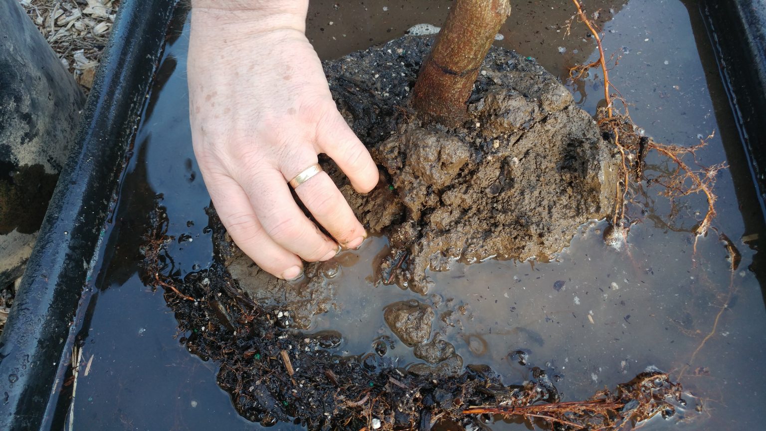 Why root washing is important – an illustrated cautionary tale – The ...