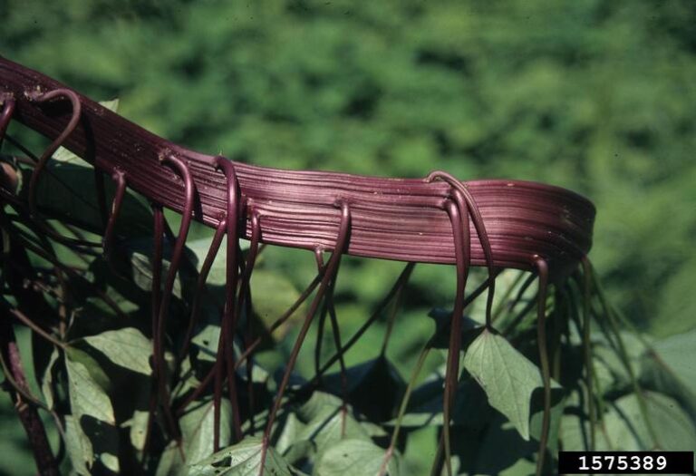 The Fascinating Phenomenon of Fasciation – The Garden Professors™