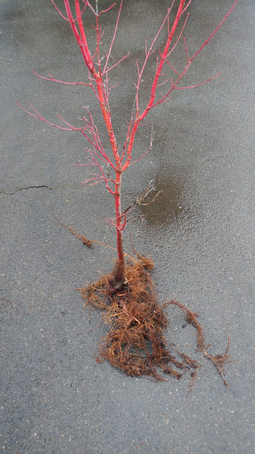 Why root washing is important – an illustrated cautionary tale – The ...