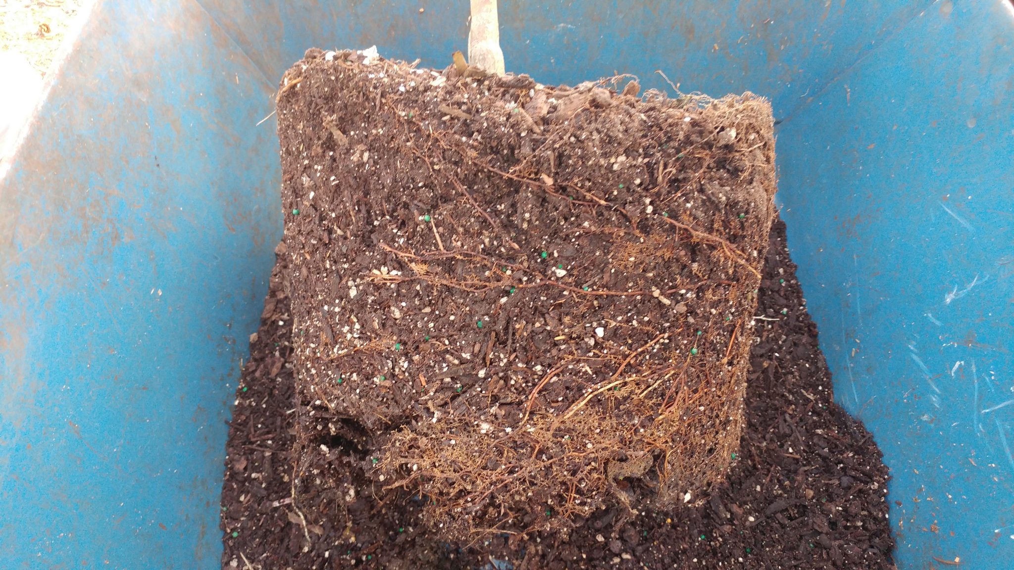 Why root washing is important – an illustrated cautionary tale – The ...