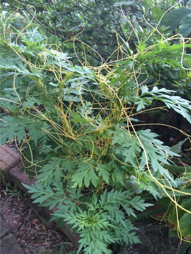 When Plants Attack! (each other) – The Garden Professors™