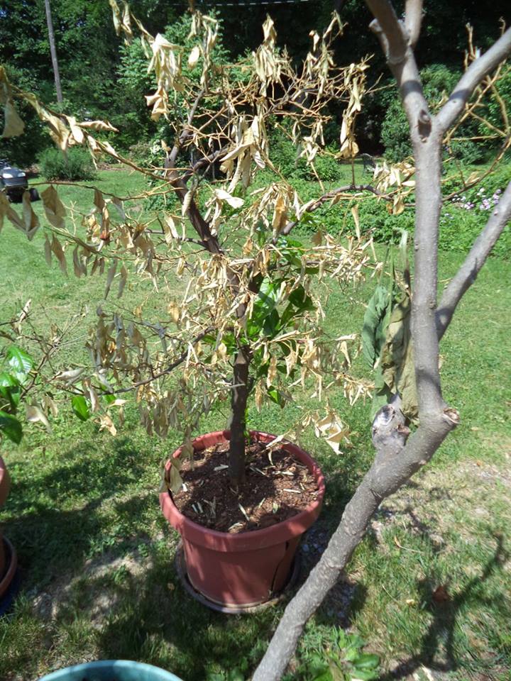 A Resilient Citrus Tree Rebounds – The Garden Professors™