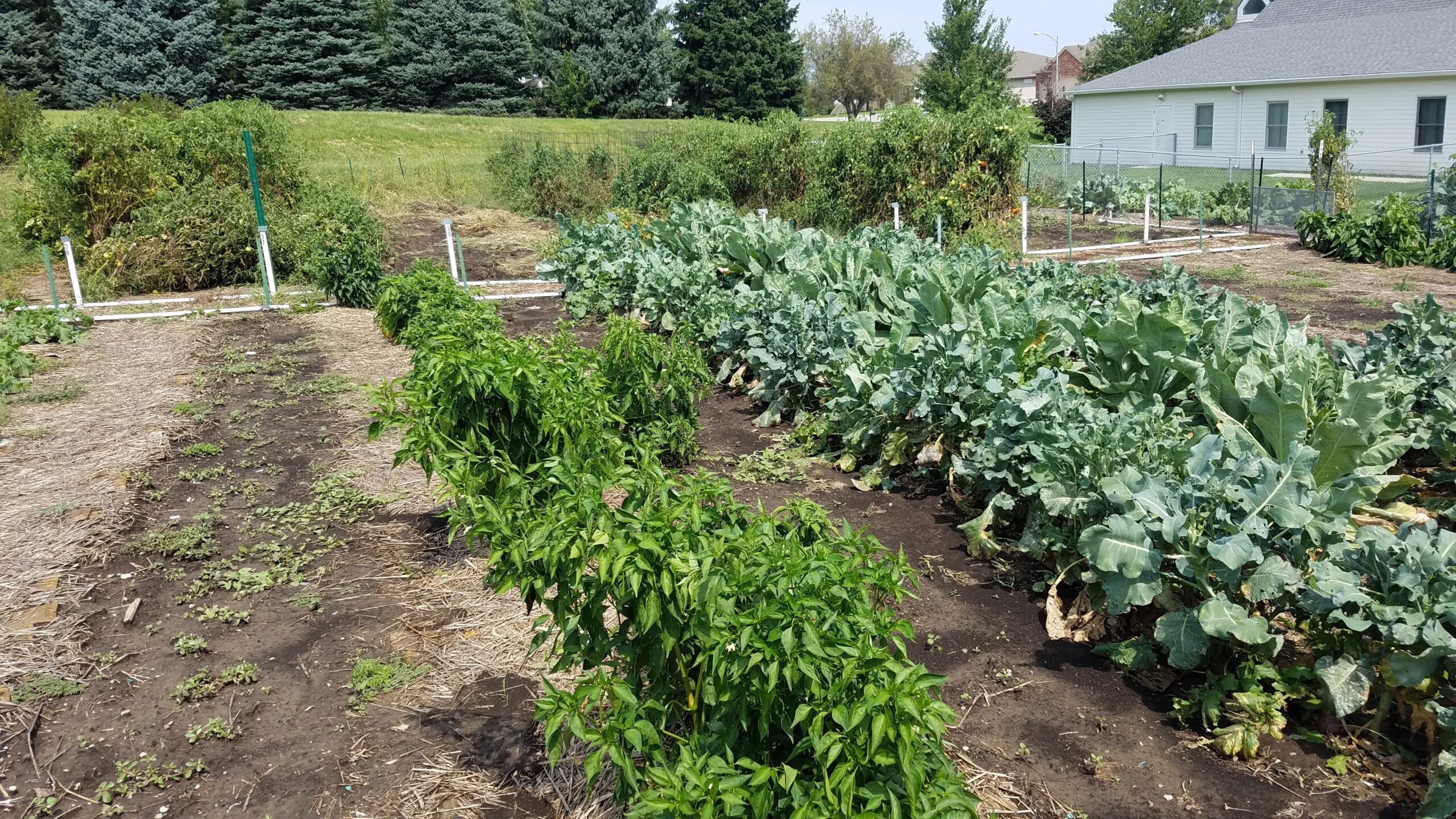 Vegetables – The Garden Professors™