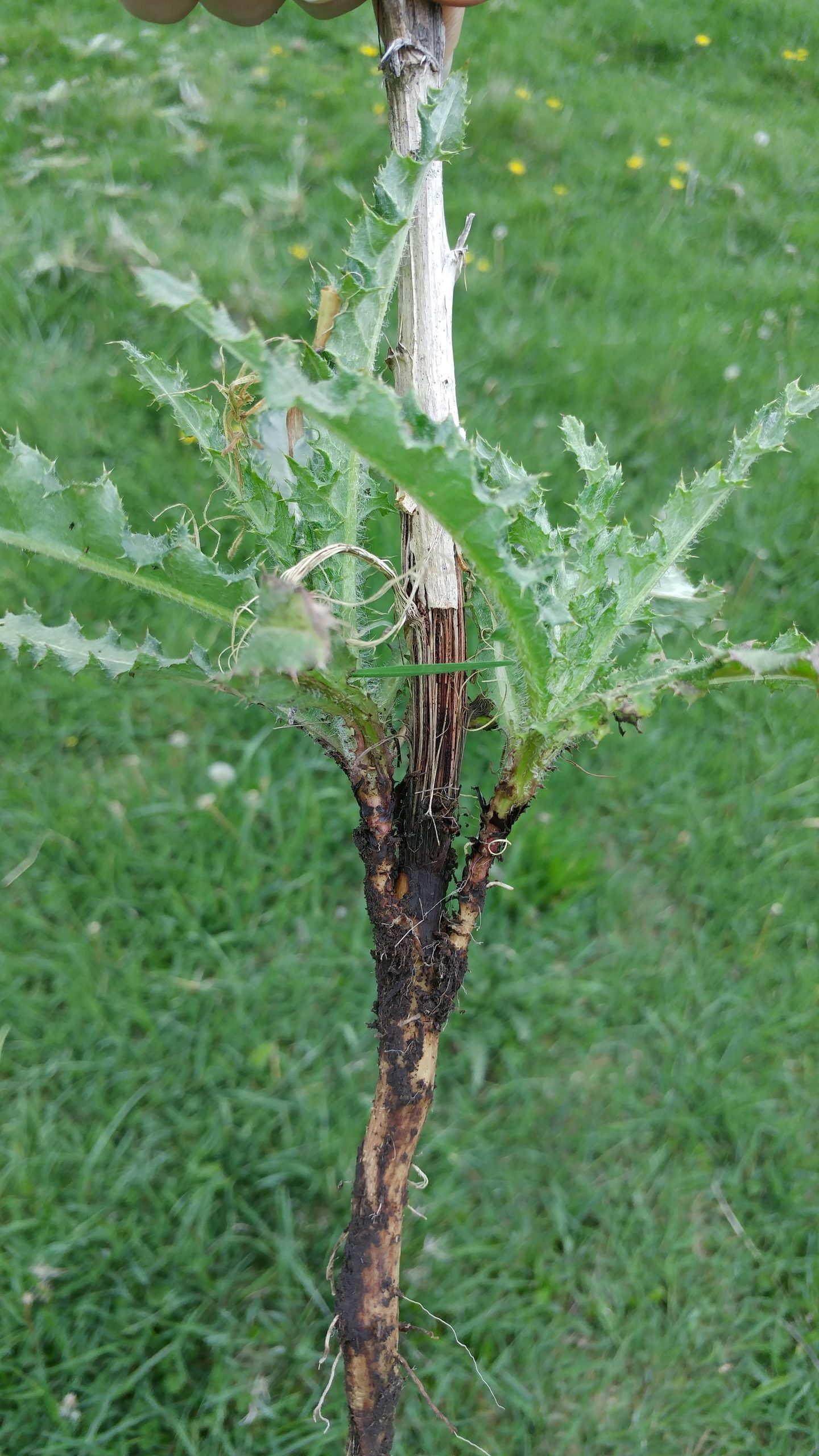 A tale of two weeders – lessons in managing aggressive, perennial weeds ...