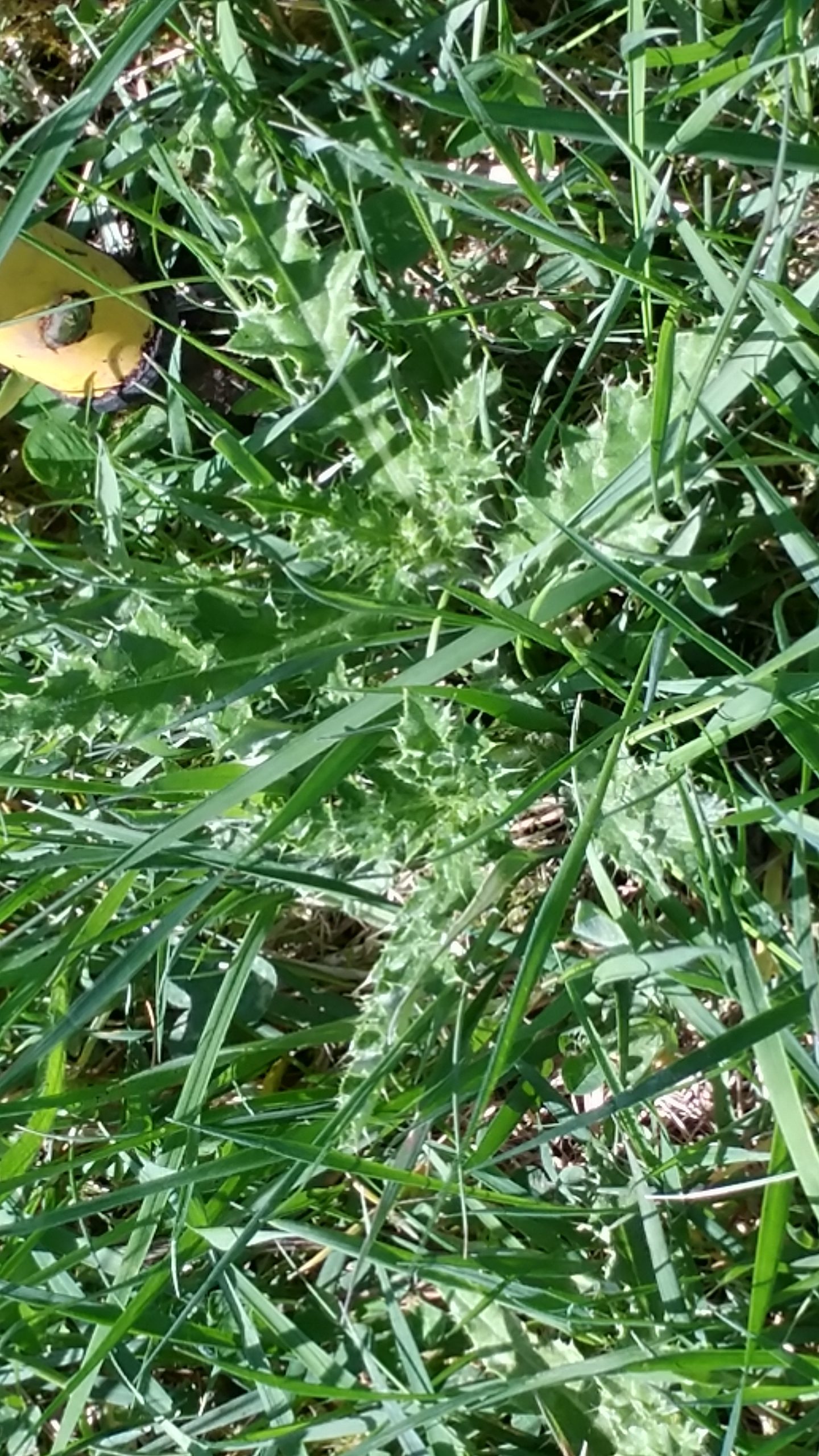A tale of two weeders – lessons in managing aggressive, perennial weeds ...