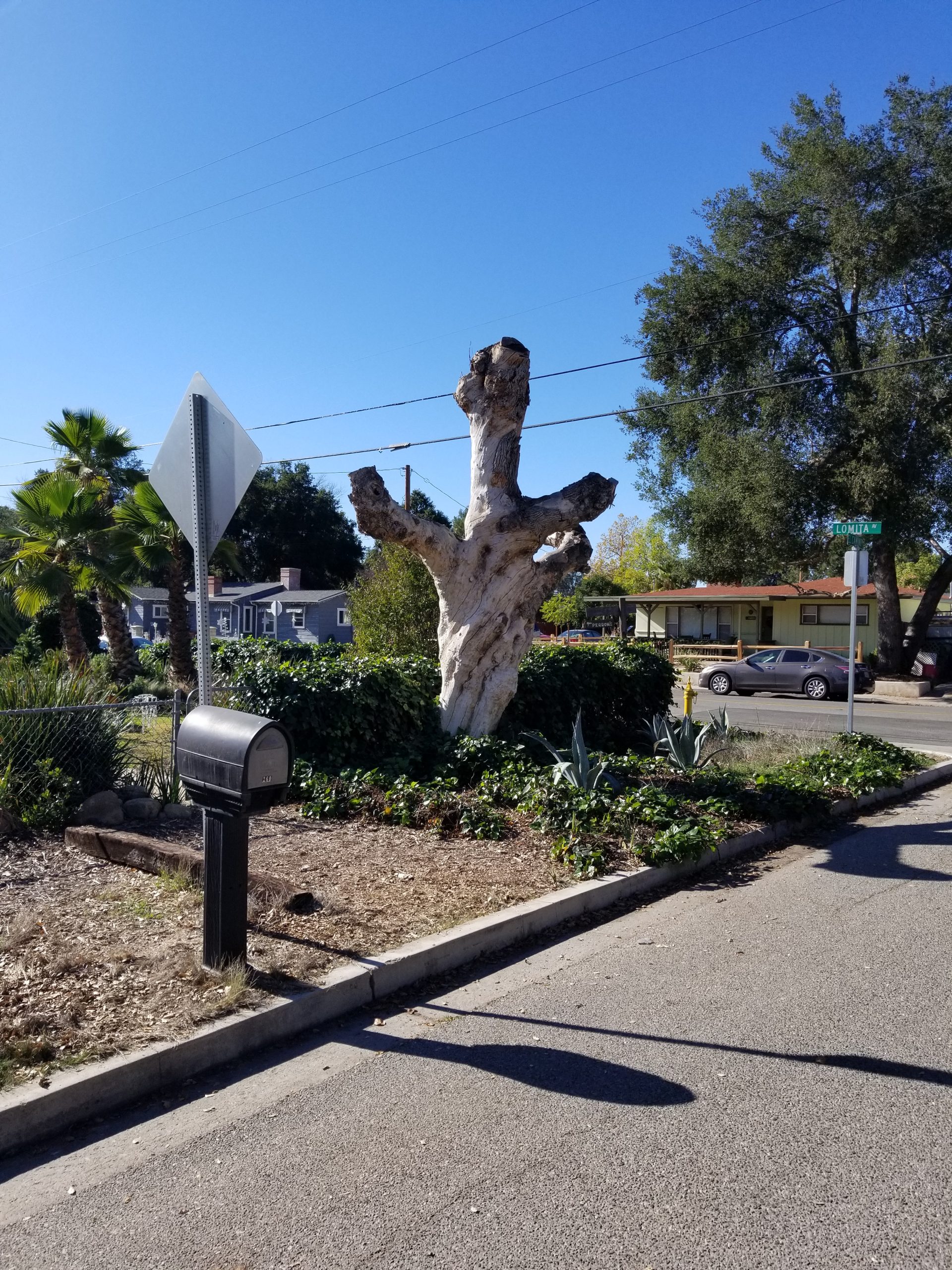 Pruning Mature Shade Trees – The Garden Professors™