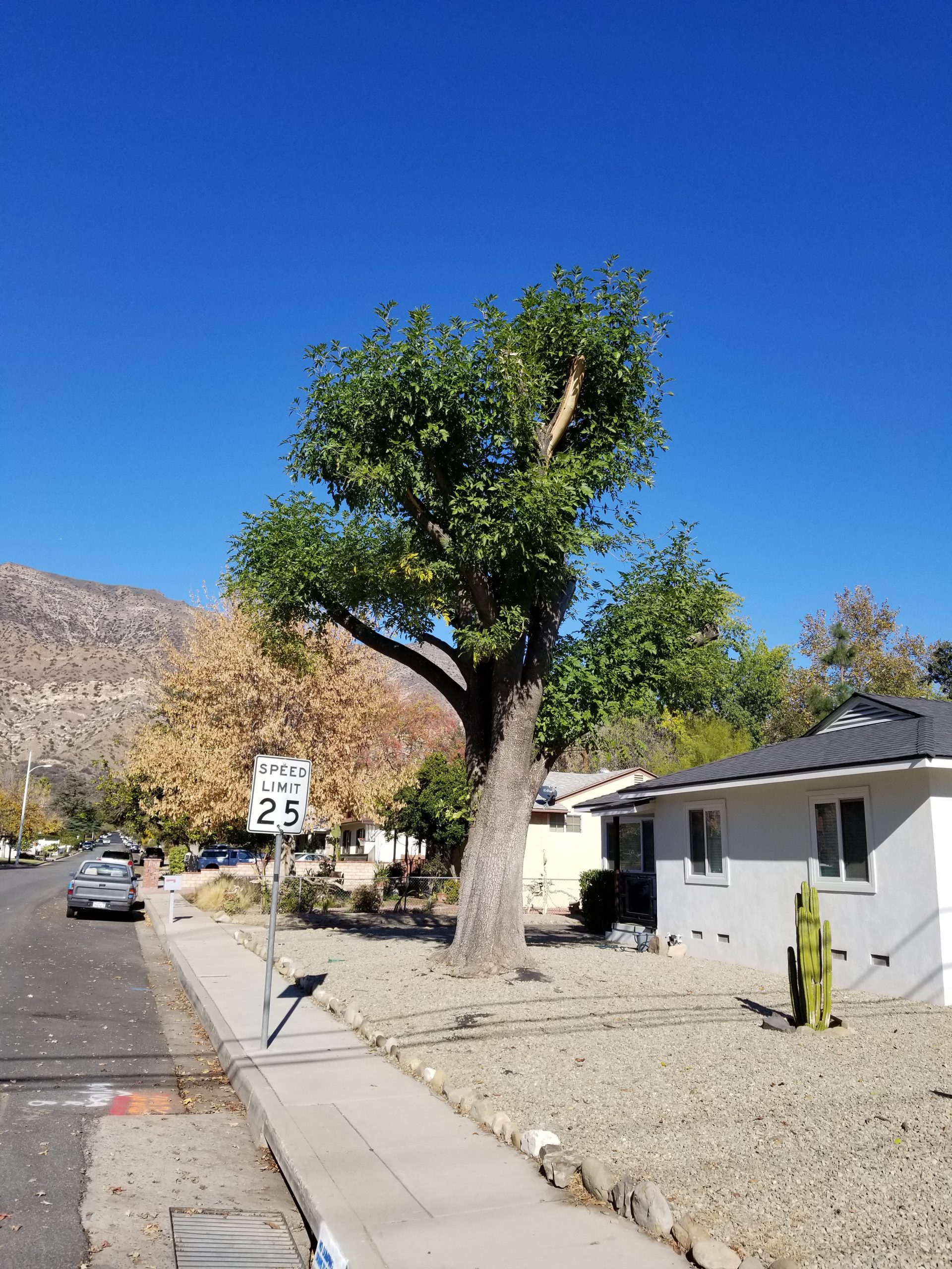 Pruning Mature Shade Trees – The Garden Professors™
