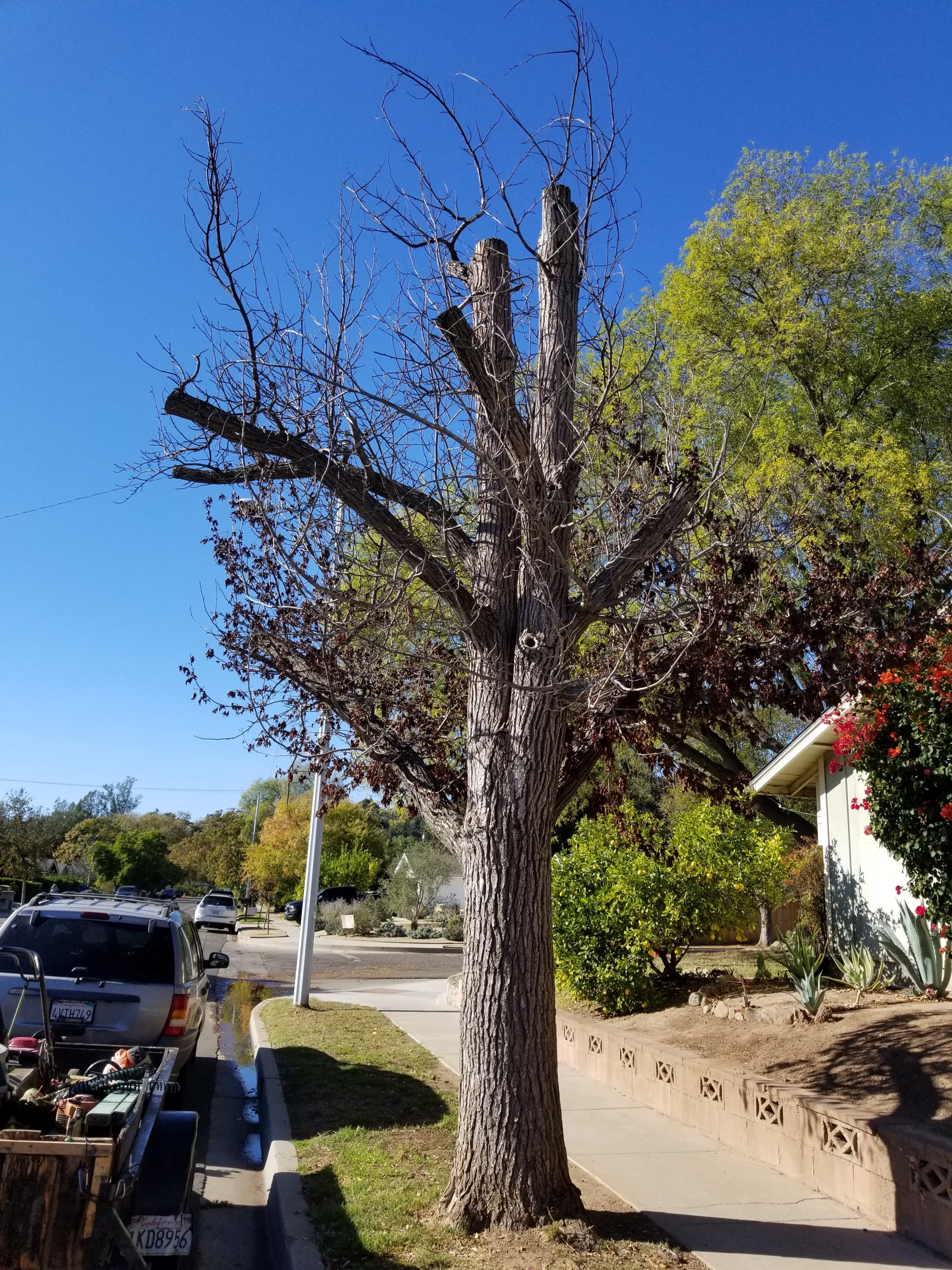 Pruning Mature Shade Trees – The Garden Professors™