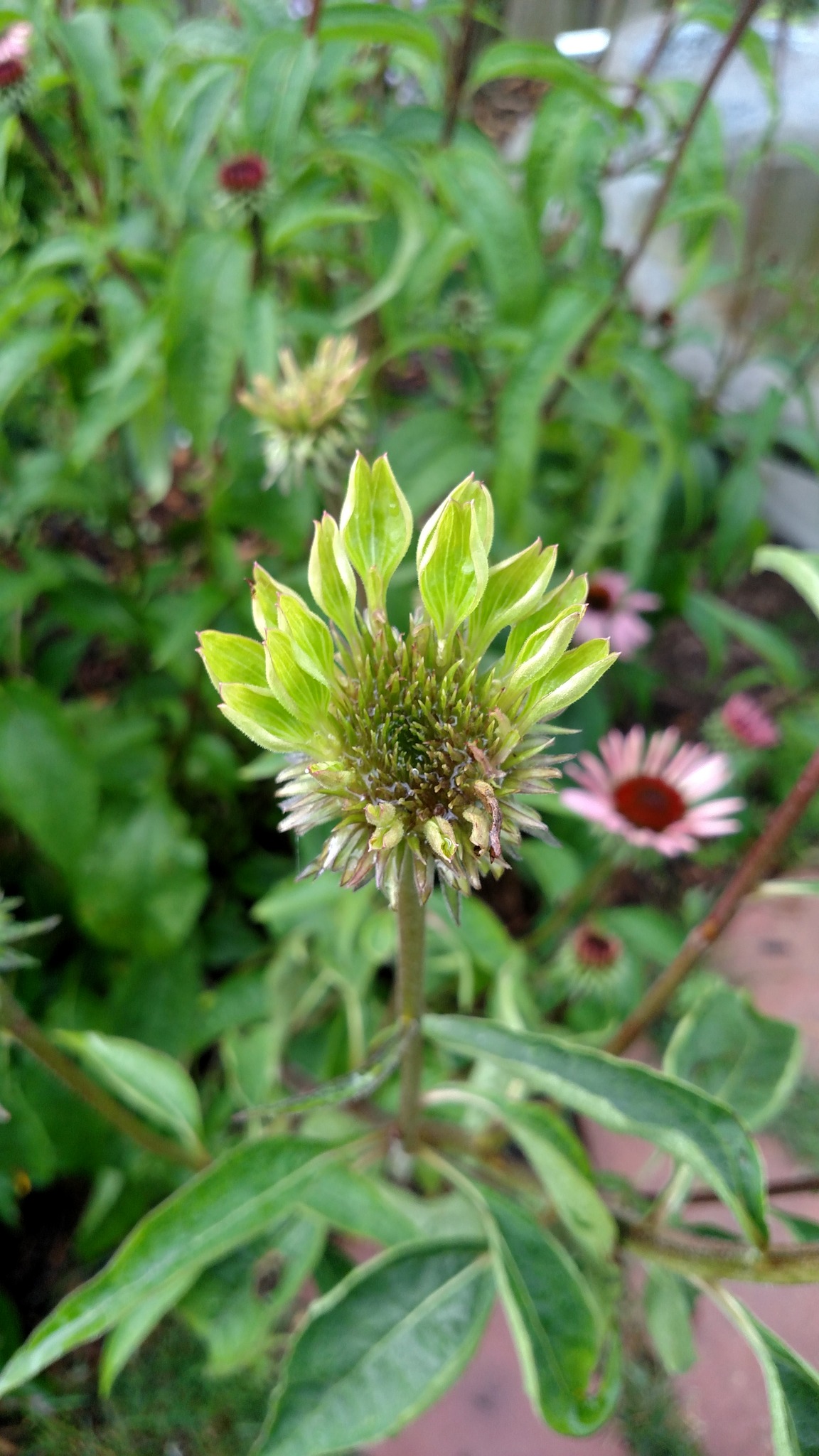 Plant Disease Primer: Part 1 – Shaping up the causes, signs, and ...