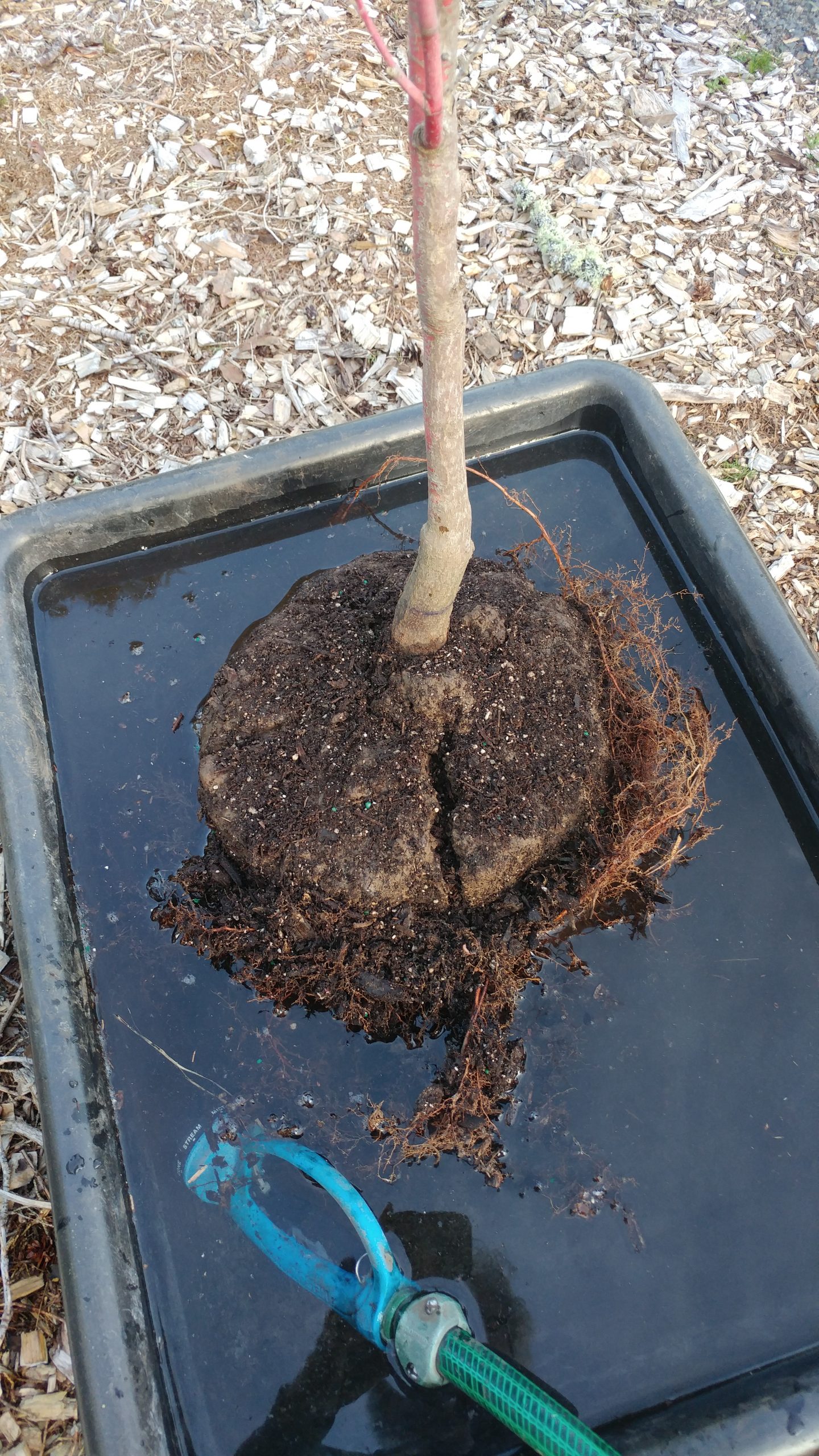Why root washing is important – an illustrated cautionary tale – The ...