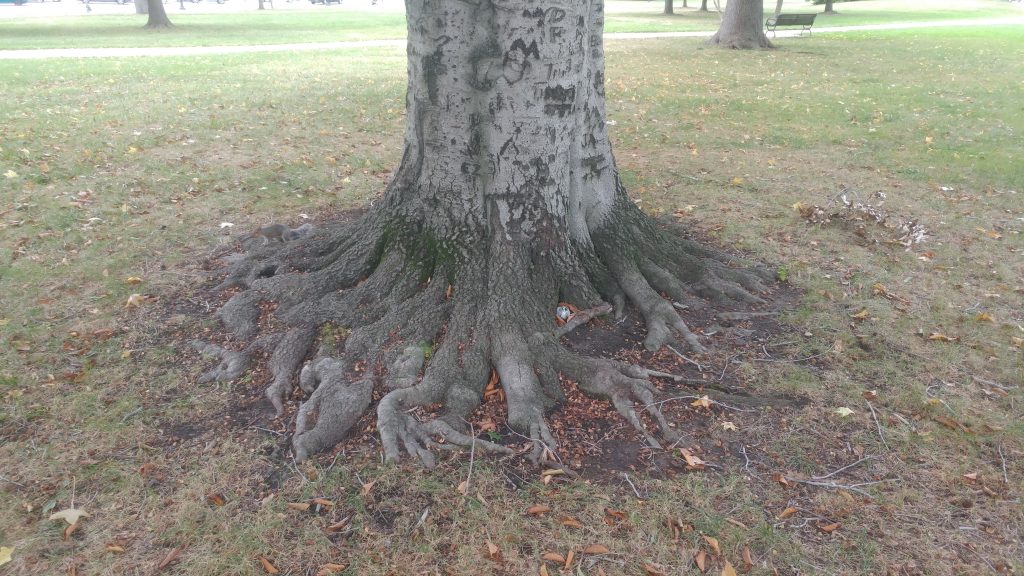 Planting with a “flare” – The Garden Professors™