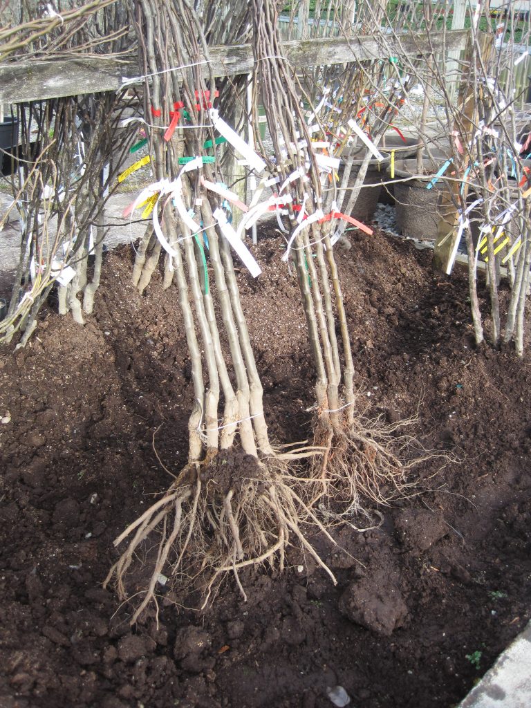Planting with a “flare” – The Garden Professors™