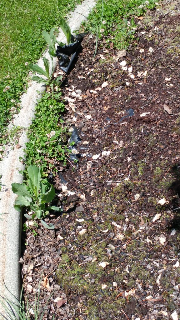 Landscape fabric – a cautionary tale – The Garden Professors™