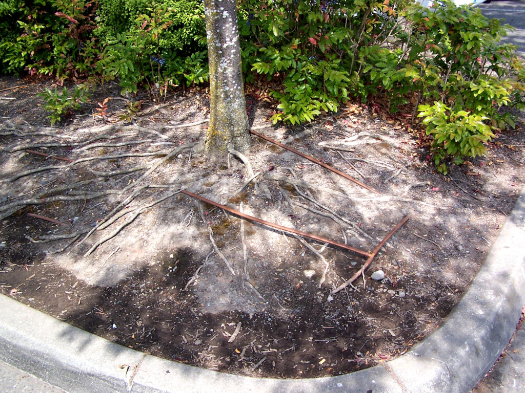 Putting down a danger tree – The Garden Professors™