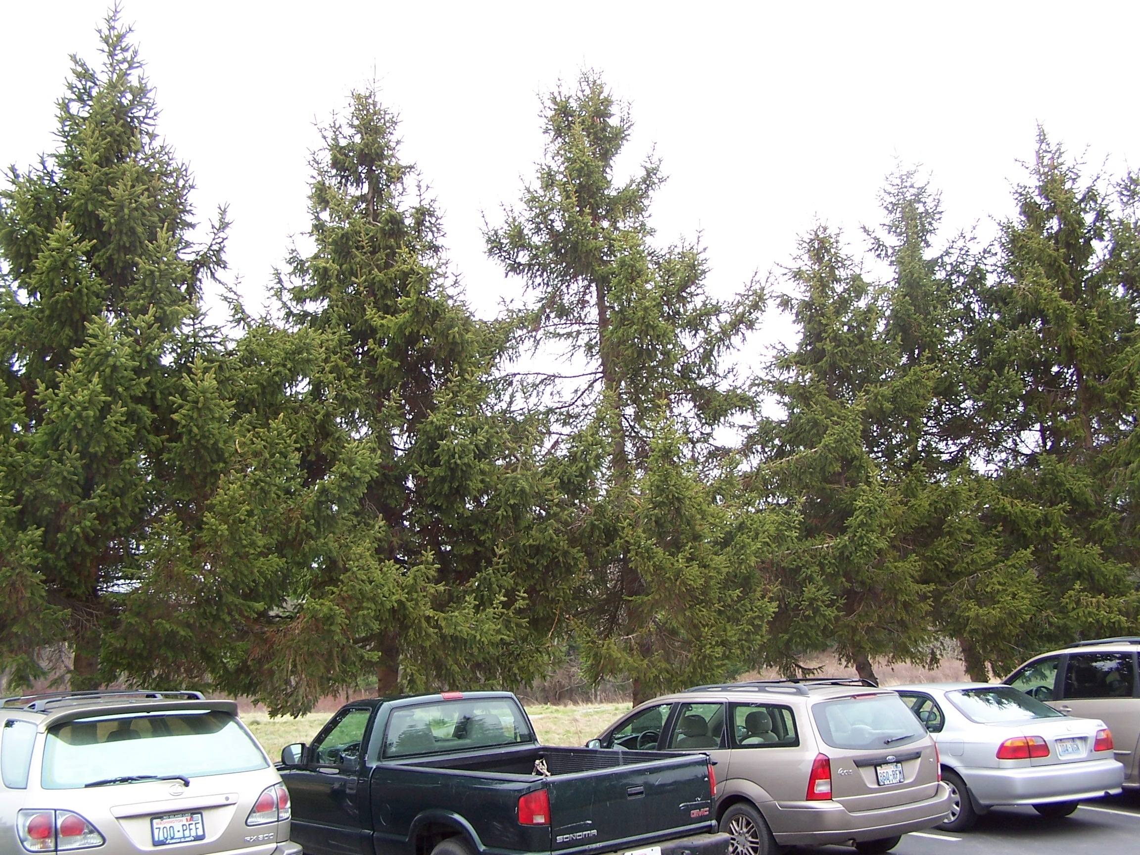 Putting down a danger tree – The Garden Professors™