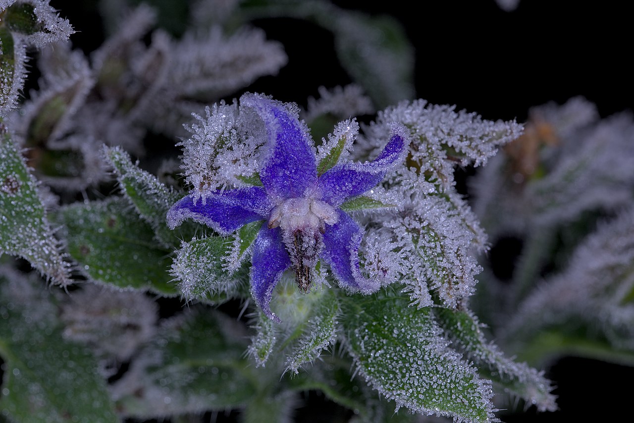 5th National Climate Assessment and an Update on the Plant Hardiness ...