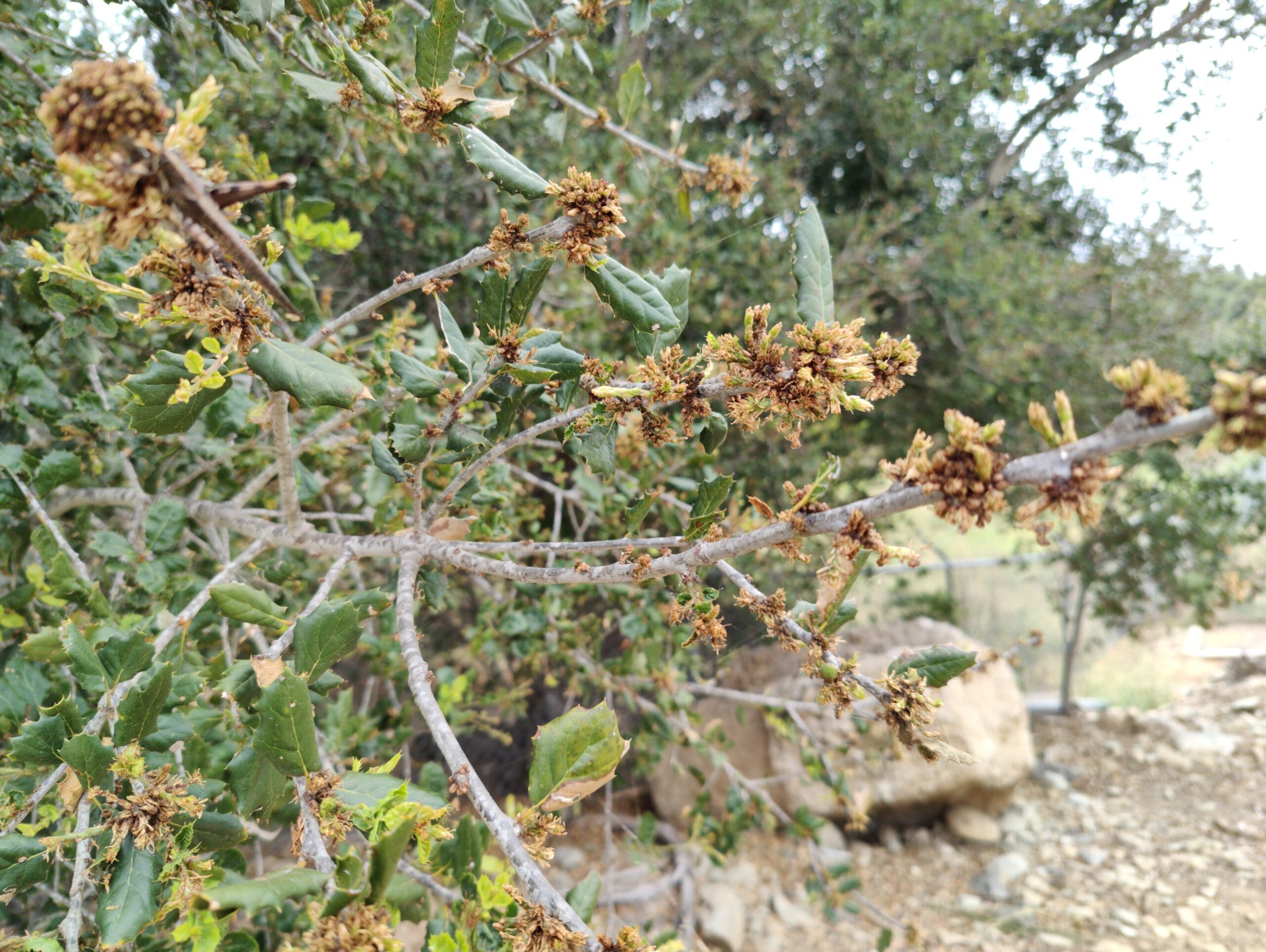 Ok–I know something is wrong, but what is it? – The Garden Professors™