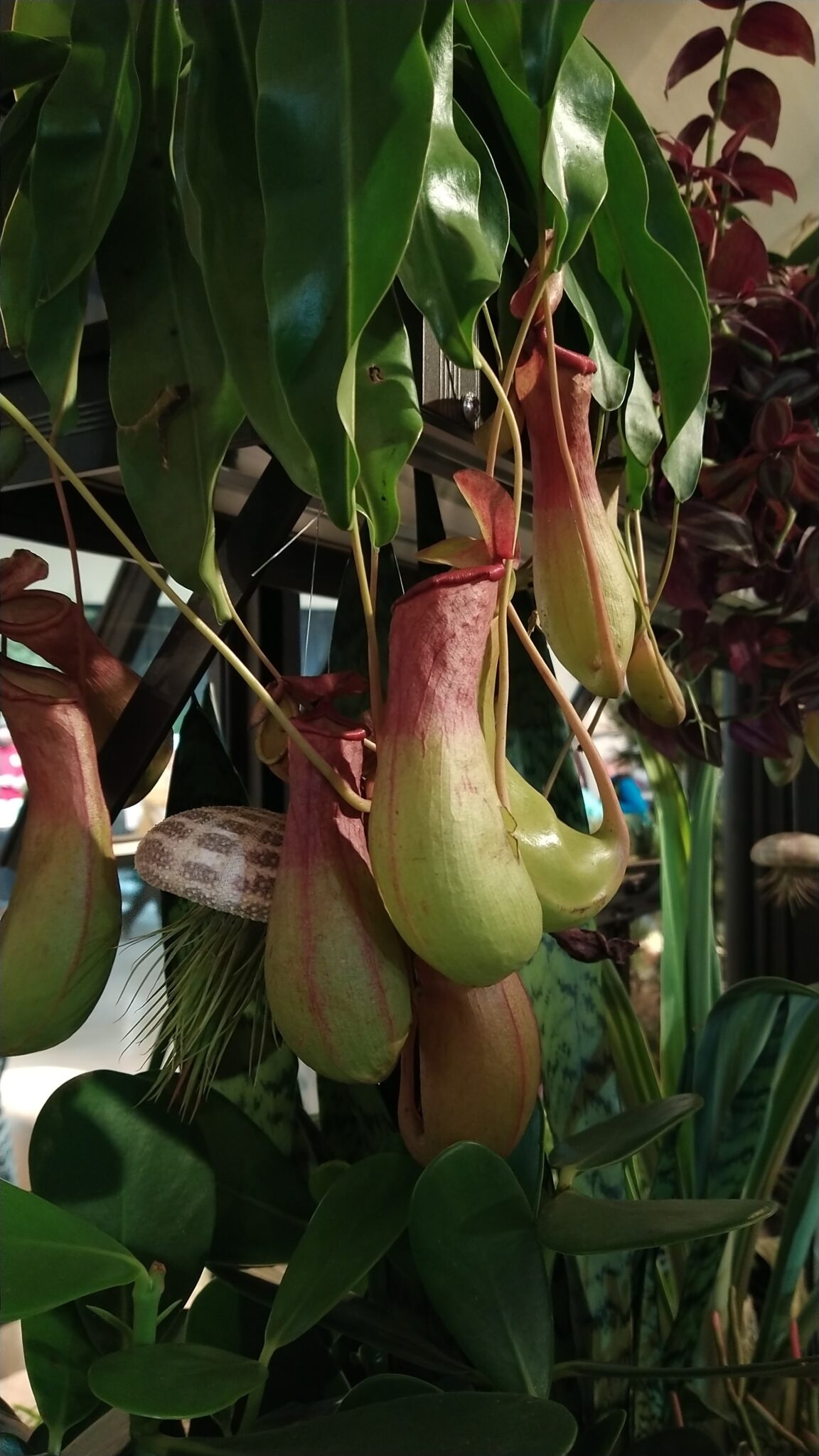 The Spooky and Spectacular World of Carnivorous Plants – The Garden ...