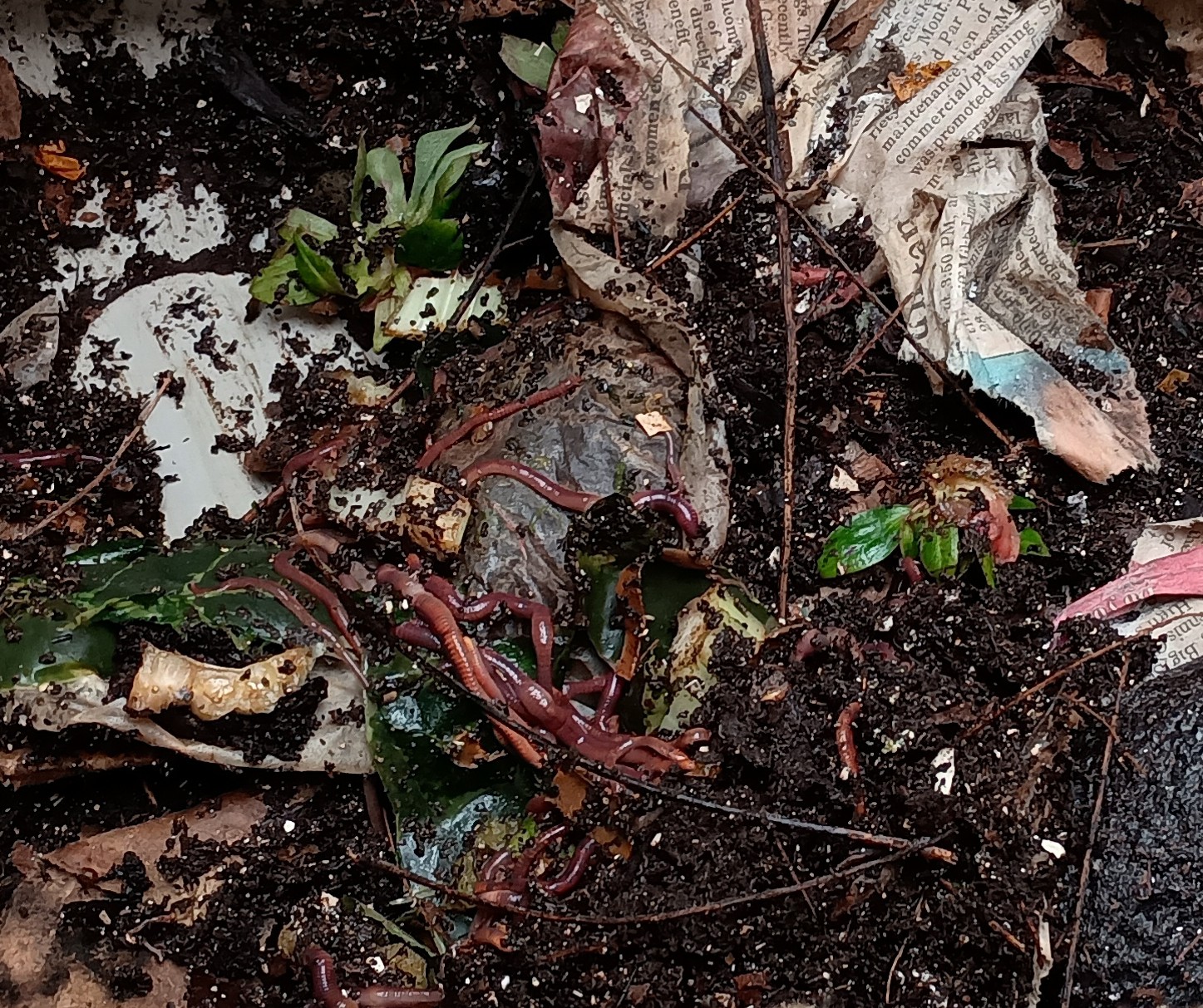 Earthworms: The Good, The Bad, and The Ugly – The Garden Professors™
