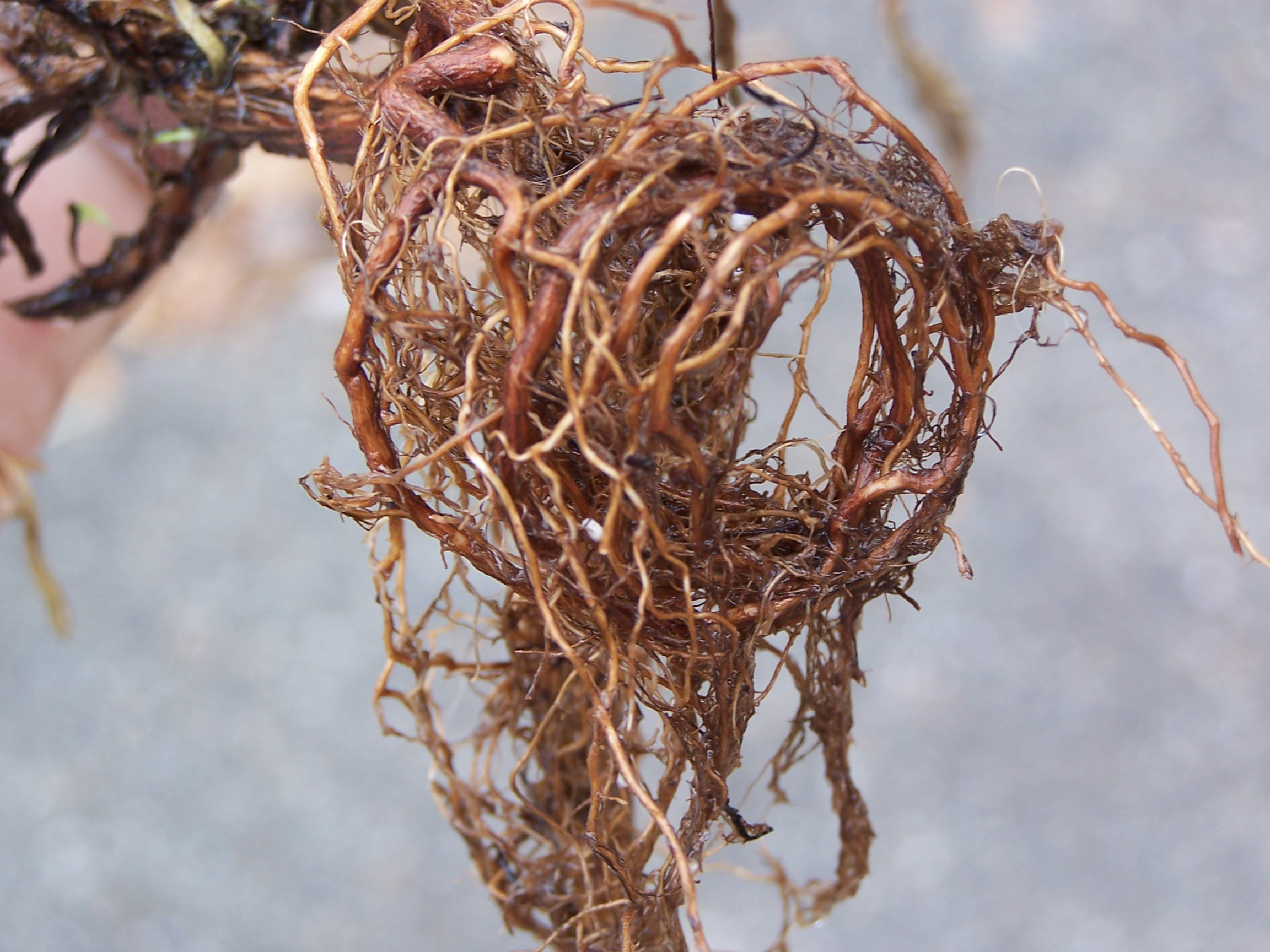 “This one secret hack will save you time and money!” – The Garden ...