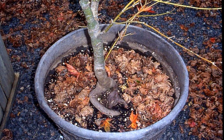 Why root washing is important – an illustrated cautionary tale – The ...