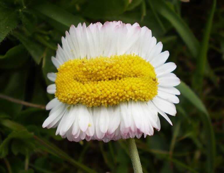 The Fascinating Phenomenon of Fasciation – The Garden Professors™