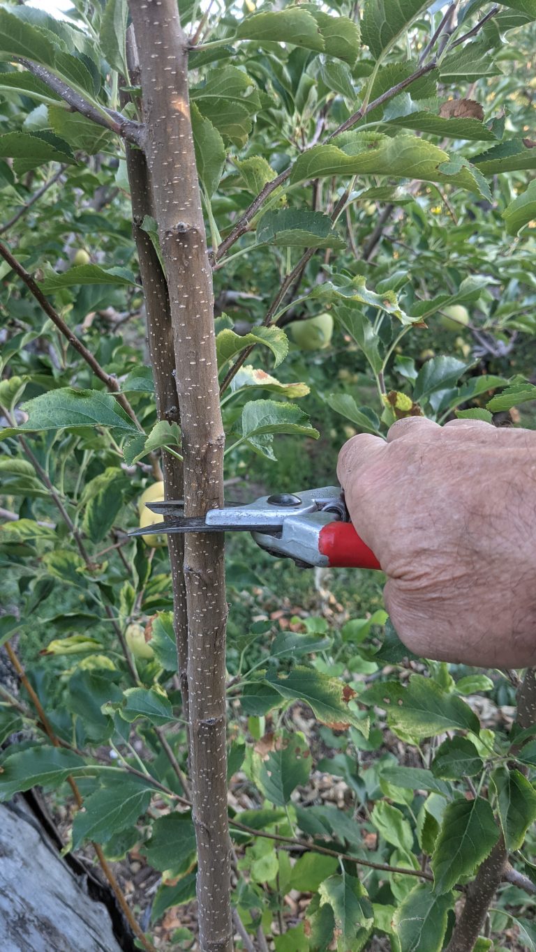 Pruning Basics – The Garden Professors™