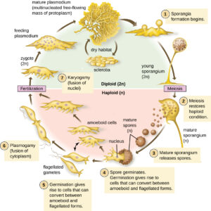Barf! An ode to the fascinating life of slime mold – The Garden Professors™