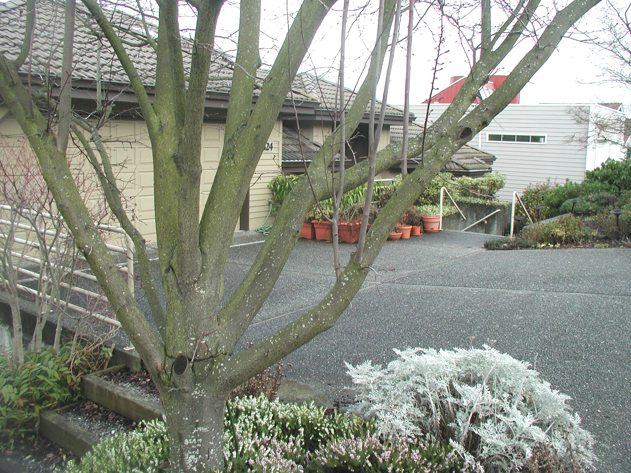 Putting down a danger tree – The Garden Professors™