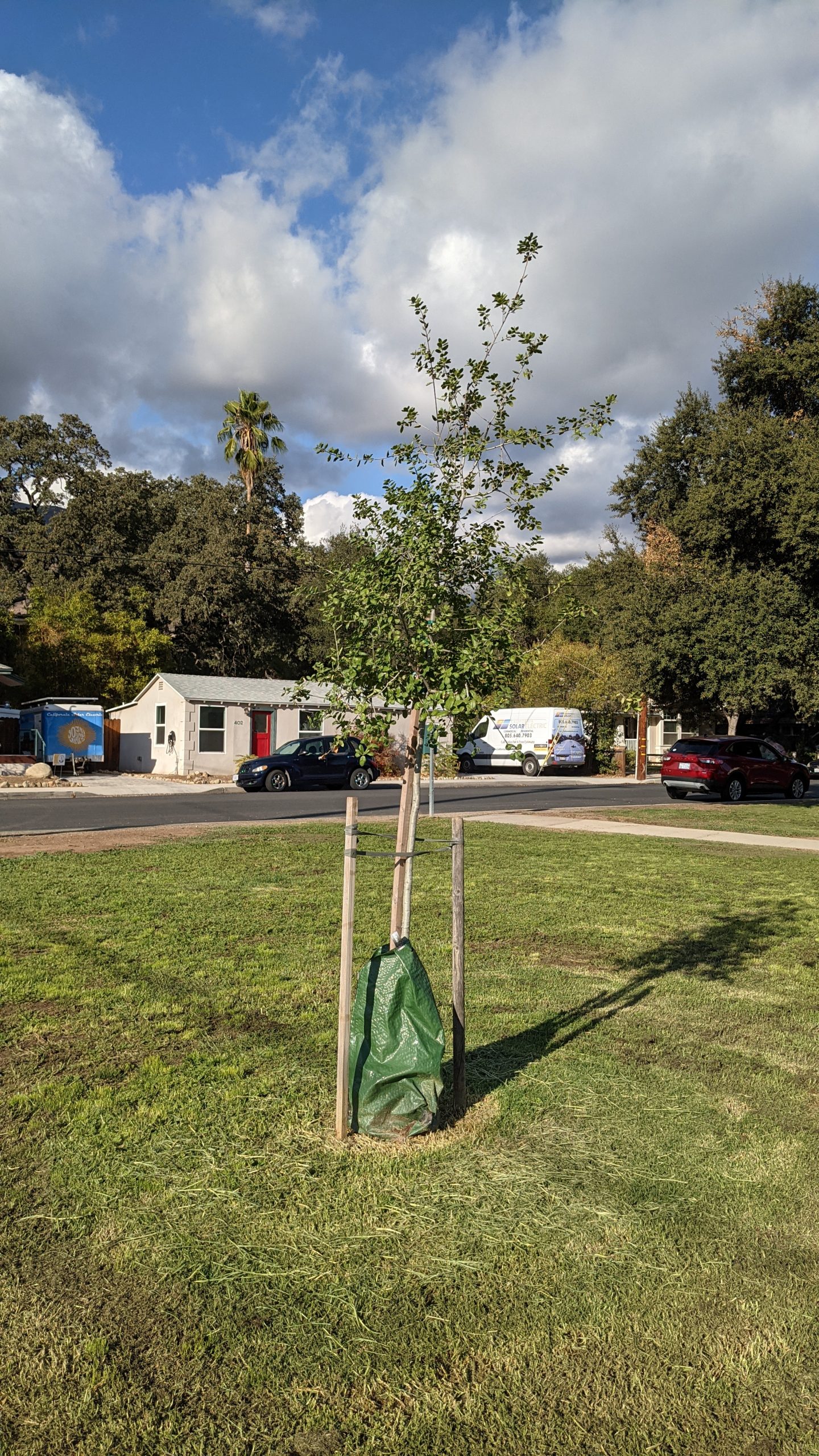 Pruning newly planted trees – The Garden Professors™