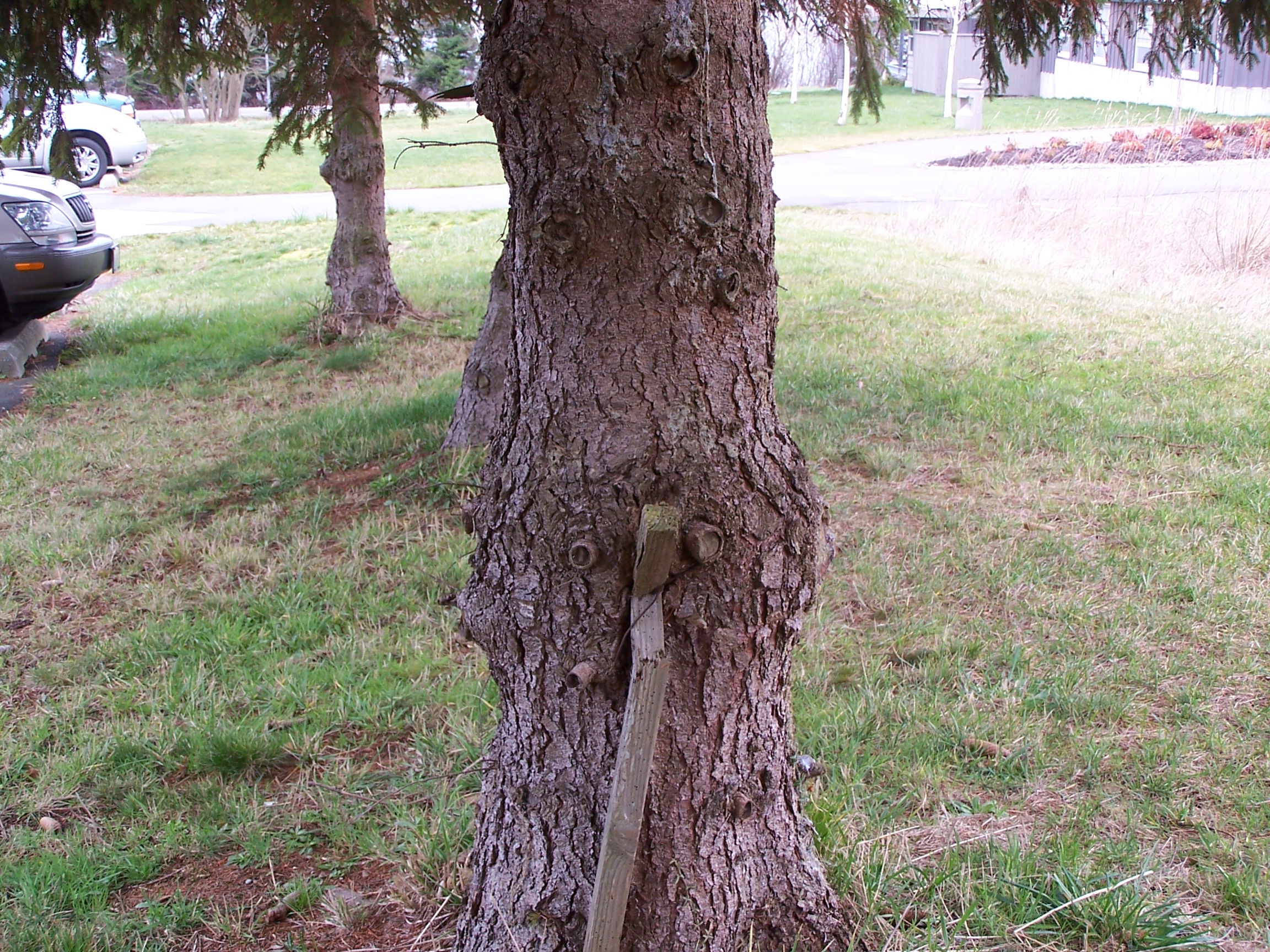 Putting down a danger tree – The Garden Professors™