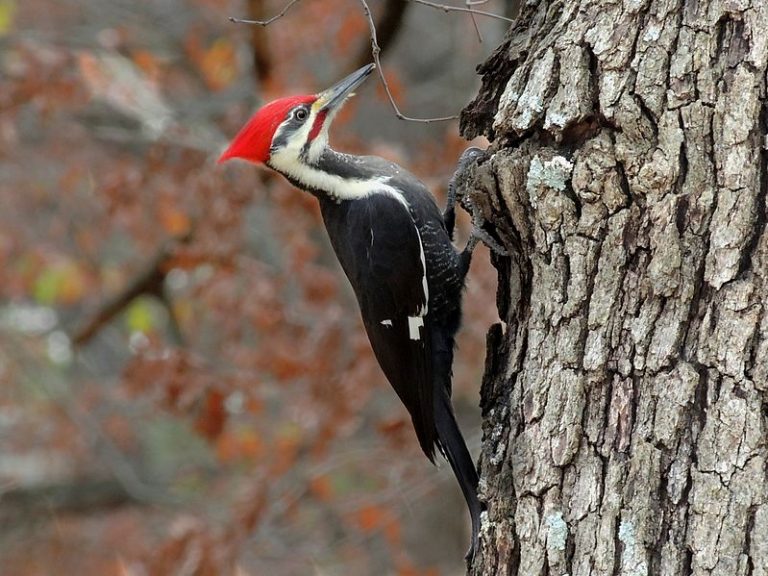 Woodpeckers: Friends or Foes? – The Garden Professors™