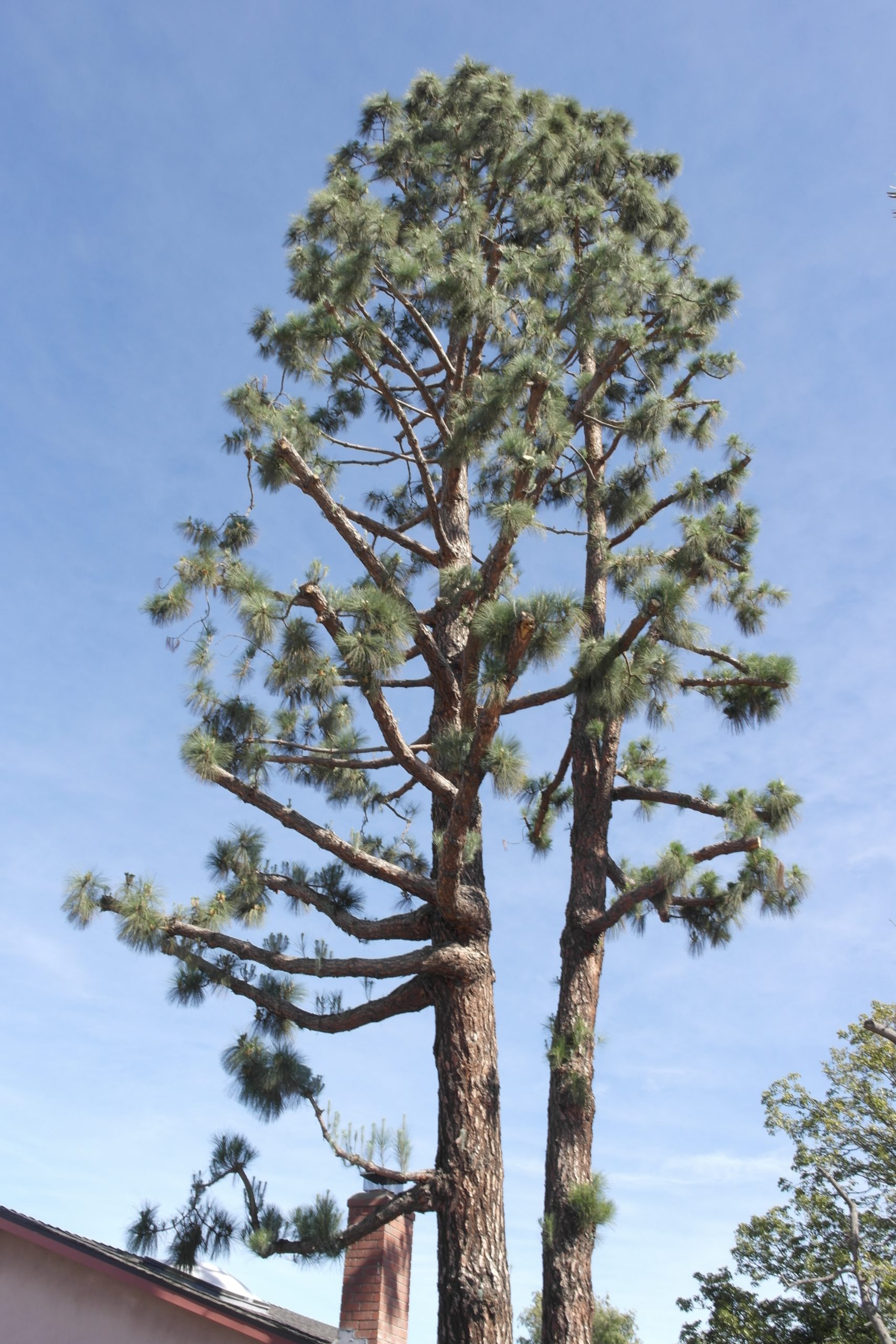 Pruning established trees – The Garden Professors™