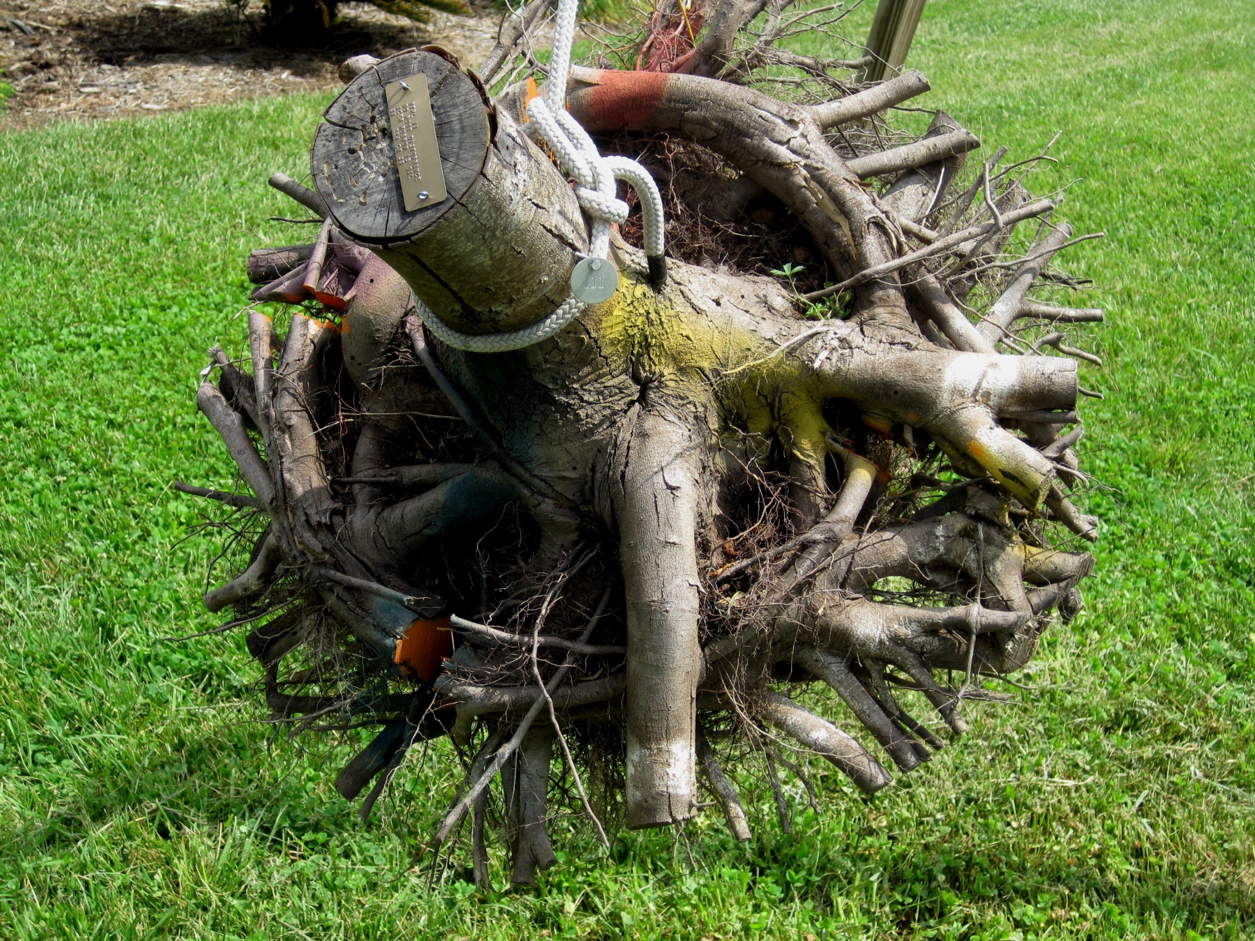 “Save the planet, (learn how to) plant a tree” – The Garden Professors™