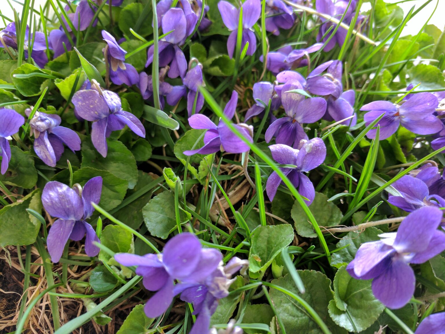 Bee Lawns: What’s all the buzz about? – The Garden Professors™