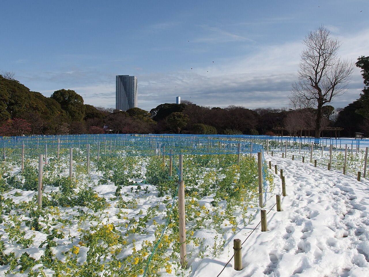 Is snow really “poor man’s fertilizer?” – The Garden Professors™