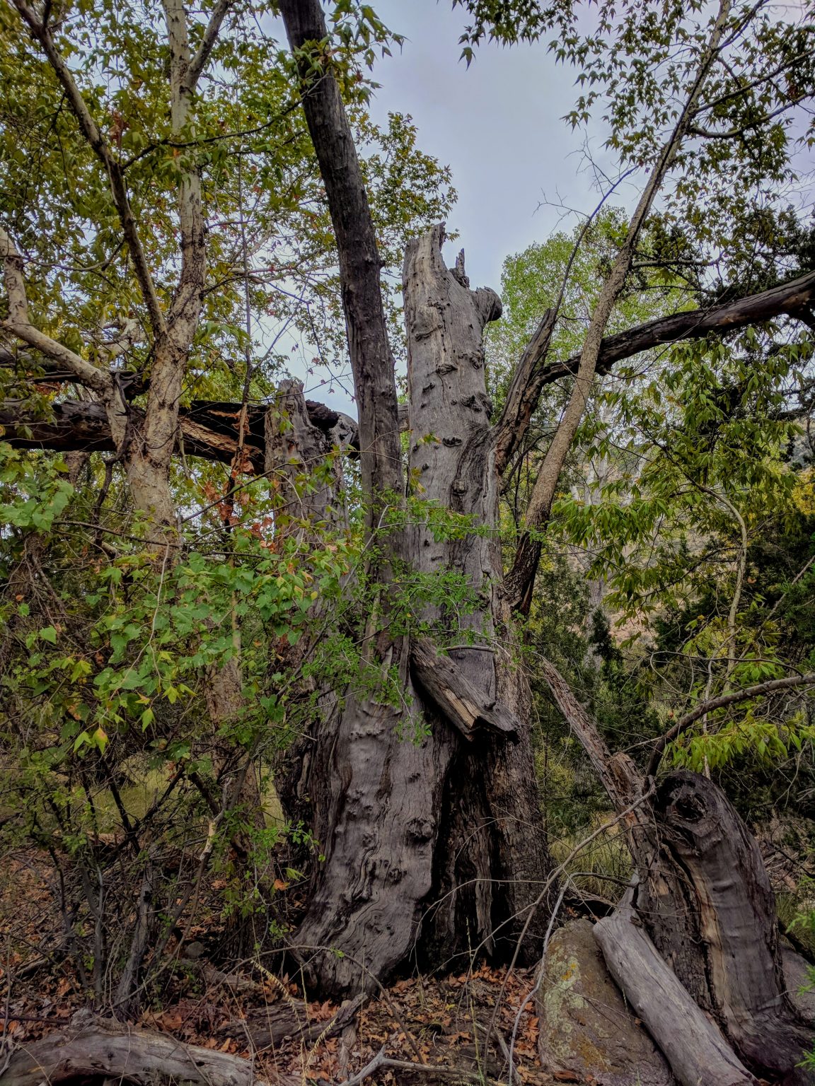 Pruning Basics – The Garden Professors™