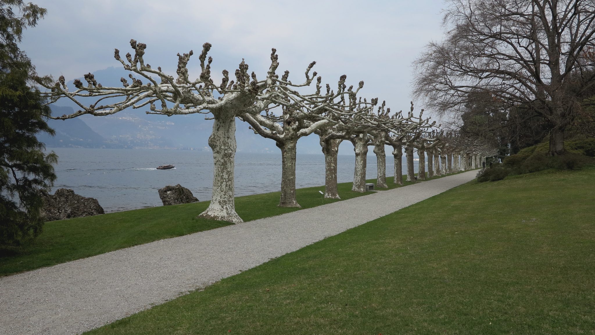 Pruning Basics – The Garden Professors™