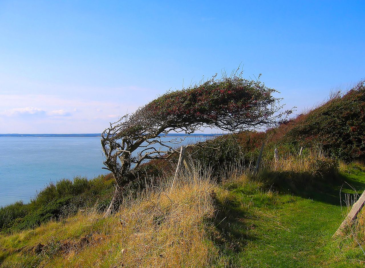 Does Wind Chill Affect Plants? – The Garden Professors™