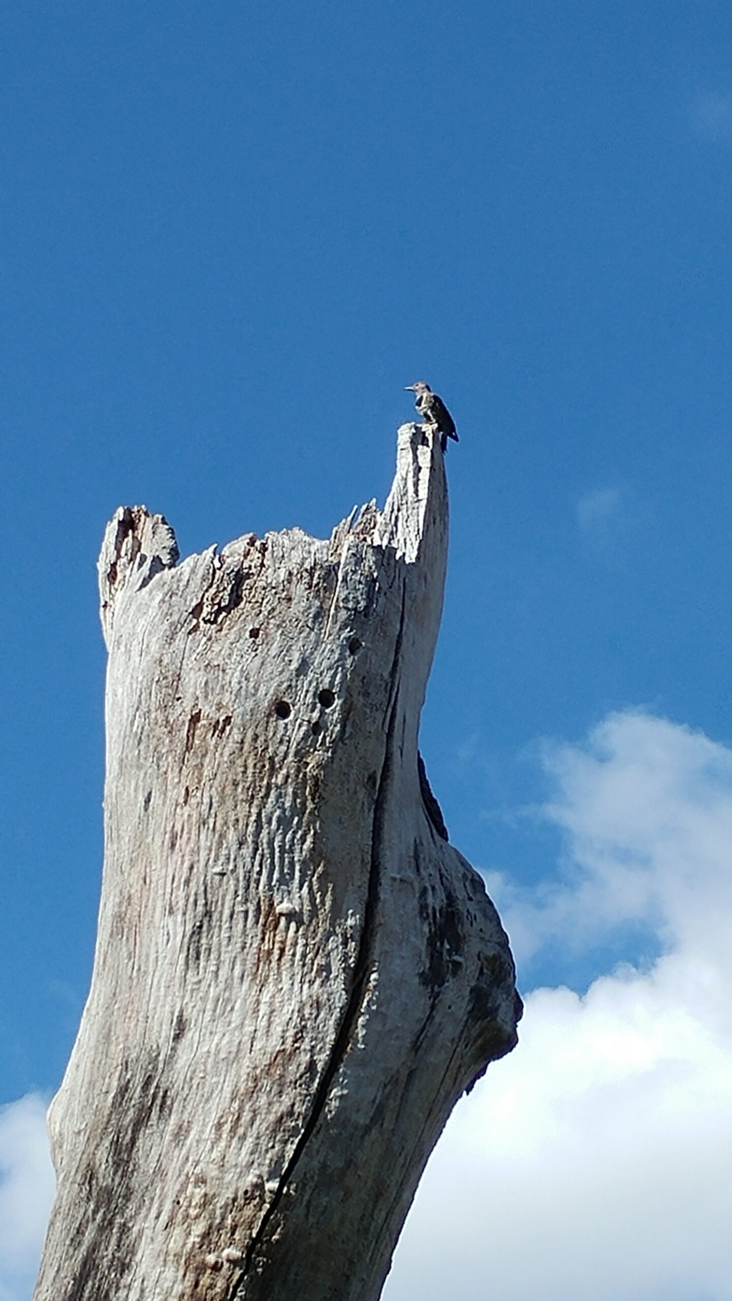 Putting down a danger tree – The Garden Professors™