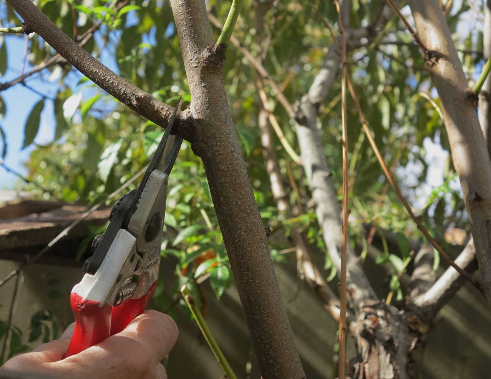 Pruning Basics – The Garden Professors™