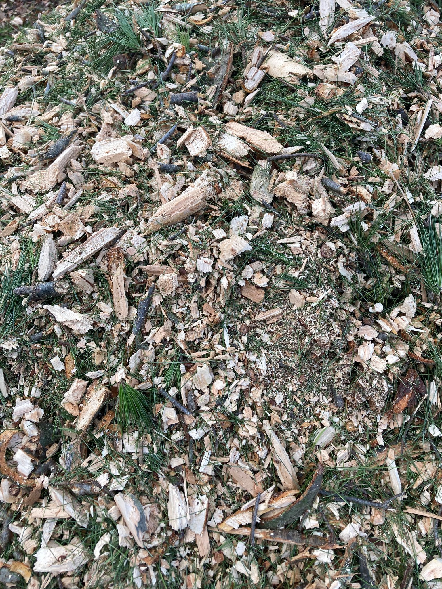 Horse(tail) sense or nonsense? – The Garden Professors™